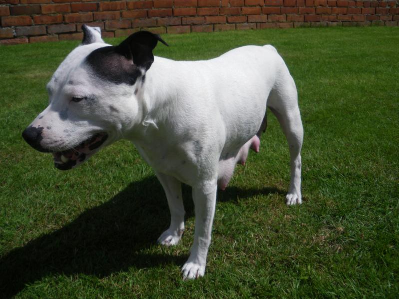 Gevonden bij Advertentie.nl: STAFFORDSHIRE BULL TERRIER PUPS (ENGELSE ...