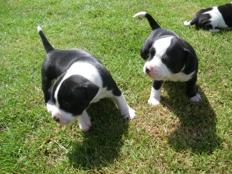 Gevonden bij Advertentie.nl: STAFFORDSHIRE BULL TERRIER PUPS (ENGELSE ...