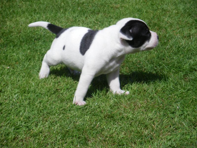 Gevonden bij Advertentie.nl: STAFFORDSHIRE BULL TERRIER PUPS (ENGELSE ...
